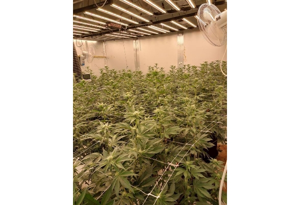 Cannabis Grow Located - My Community Voice Kent
